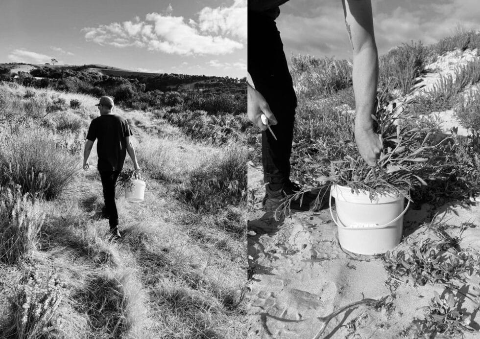 Wander | The Enchanted Fig Tree